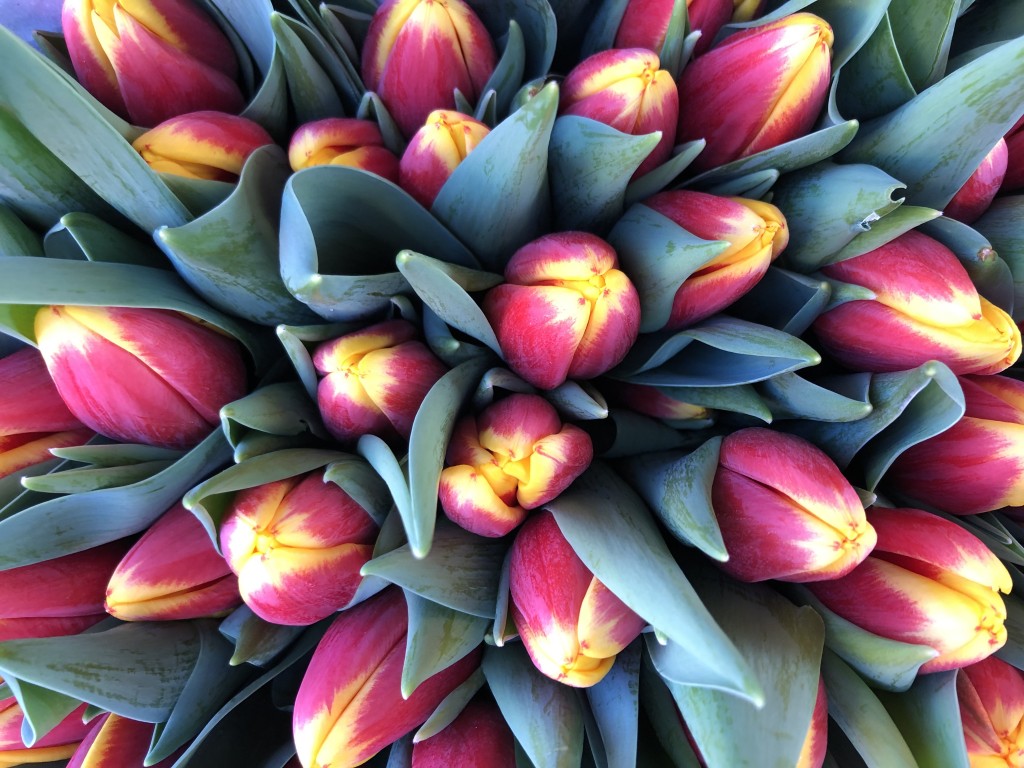 tulipani colorati - Fioreria Antonietta